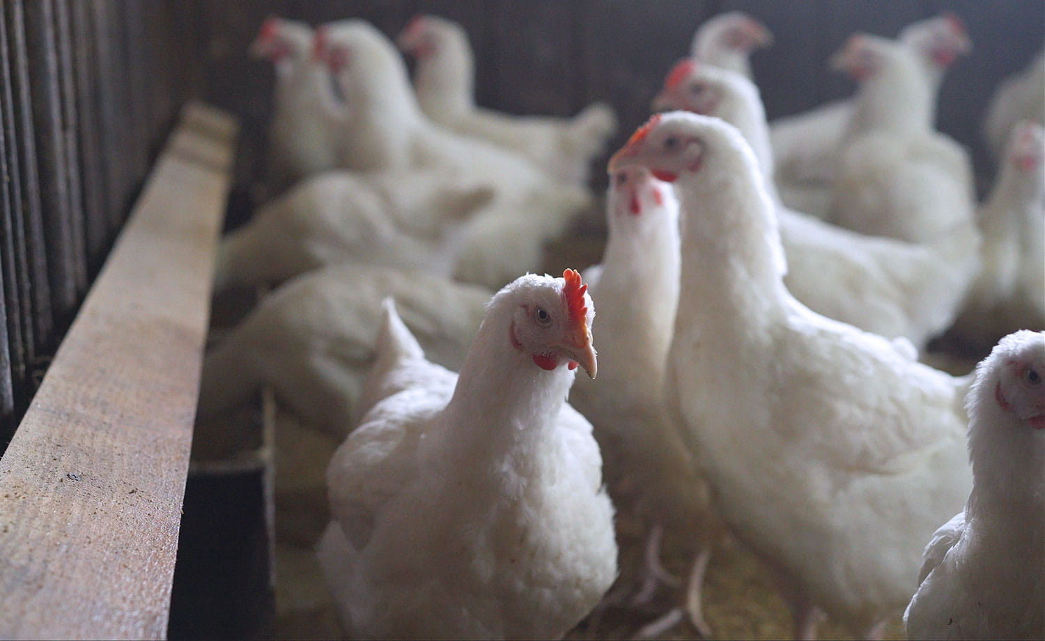 Poultry Brooding With Propane From AmeriGas